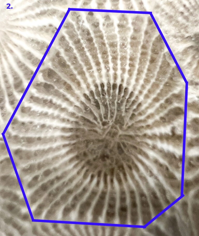 Sisyphos Rocks - Fossilized Colonial Coral Identification Guide