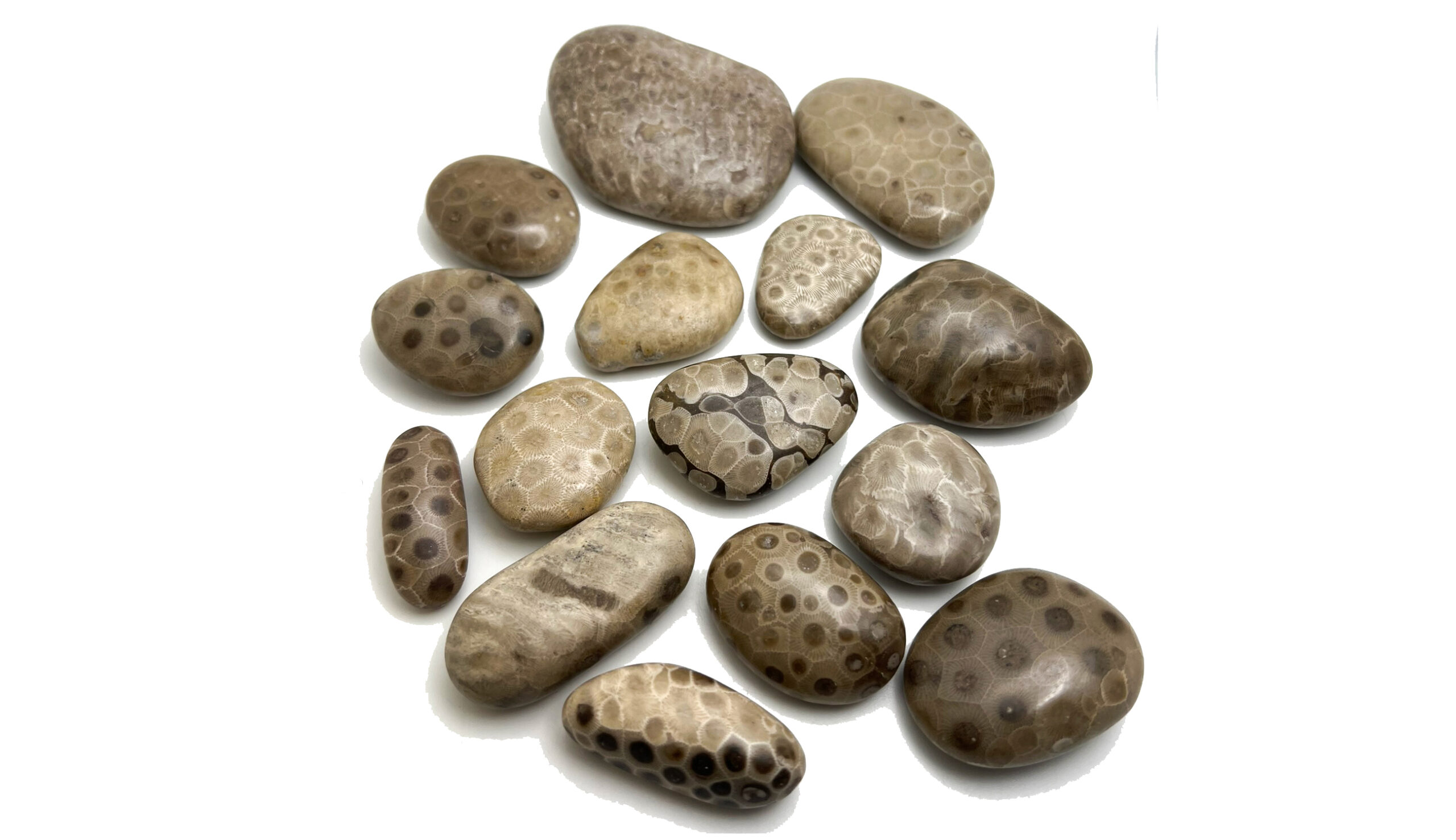 Sisyphos Rocks - Fossilized Colonial Coral Identification Guide