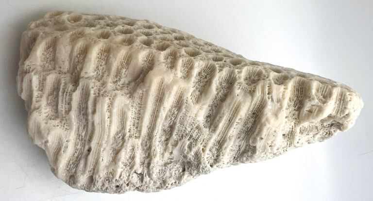 Sisyphos Rocks - Fossilized Colonial Coral Identification Guide