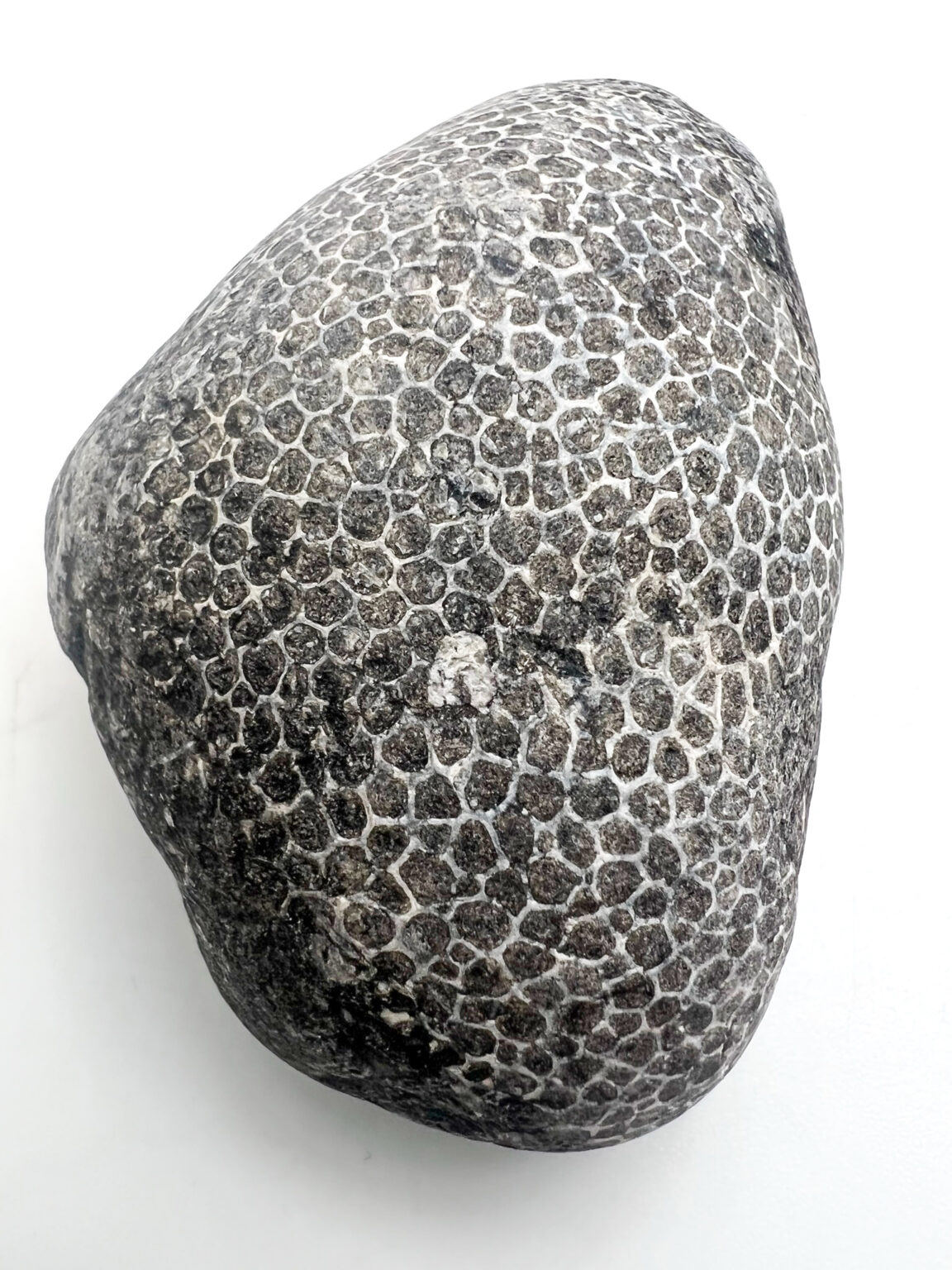 Sisyphos Rocks - Fossilized Colonial Coral Identification Guide