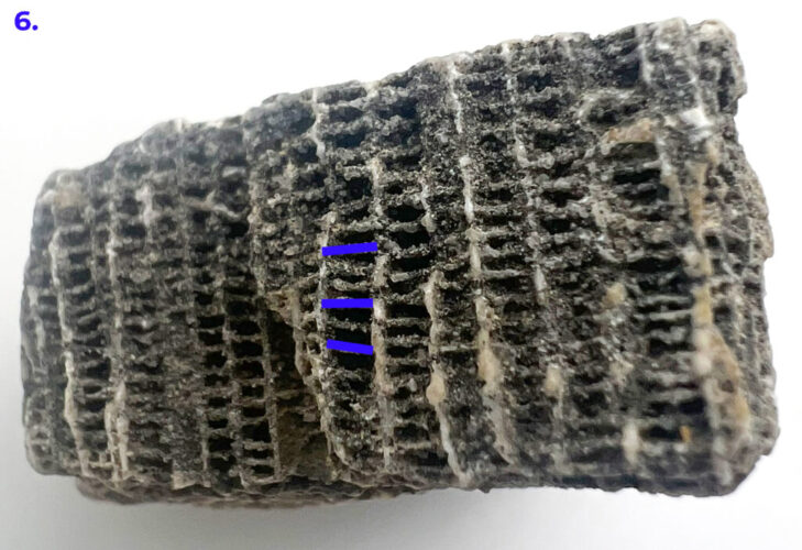 Sisyphos Rocks - Fossilized Colonial Coral Identification Guide