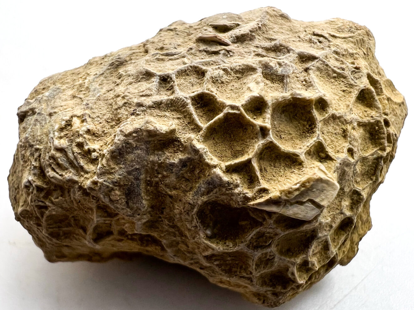 Sisyphos Rocks - Fossilized Colonial Coral Identification Guide