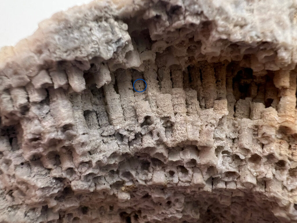 Sisyphos Rocks - Fossilized Colonial Coral Identification Guide